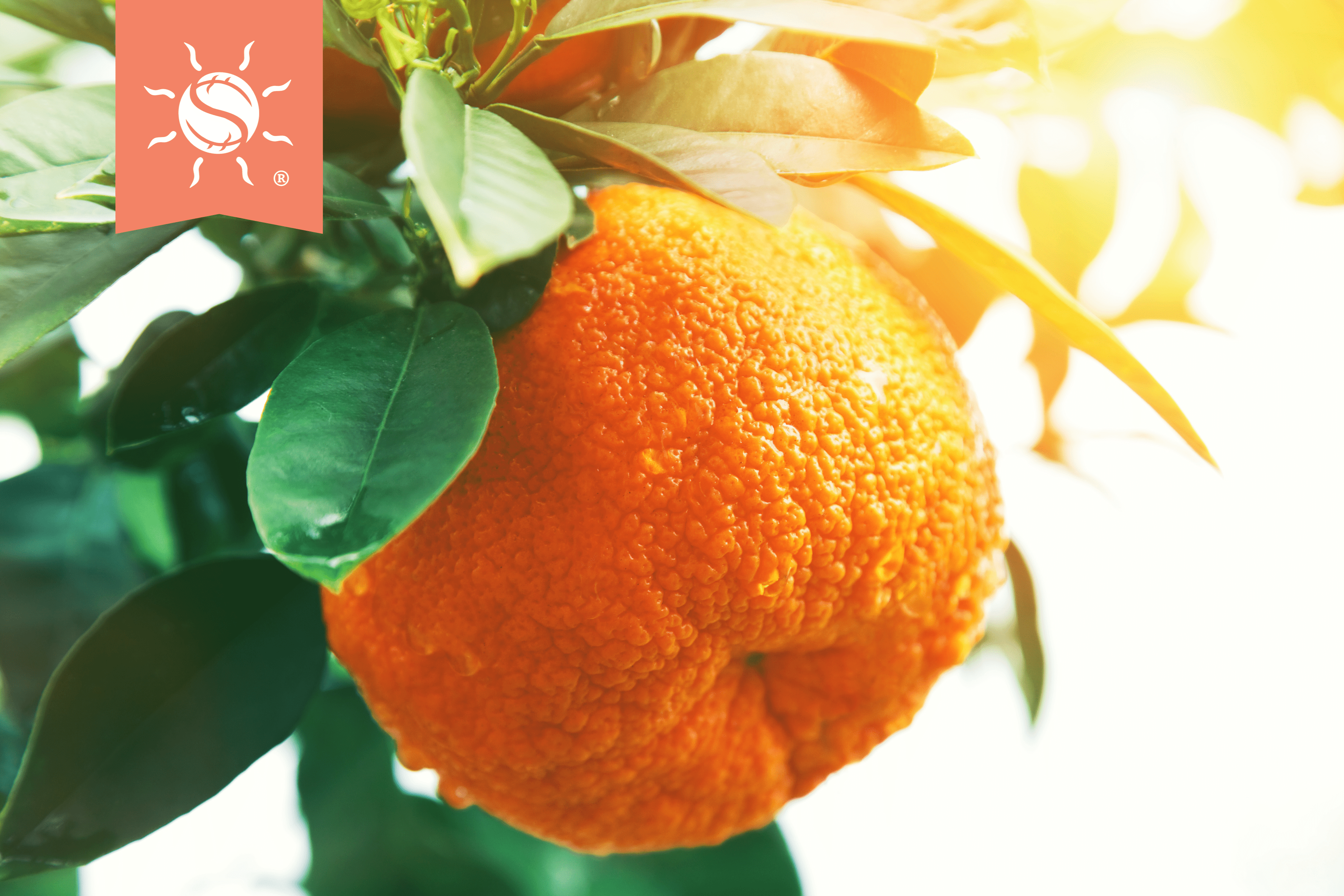 Scent Series #2: Orange Ginger – SunLeaf®